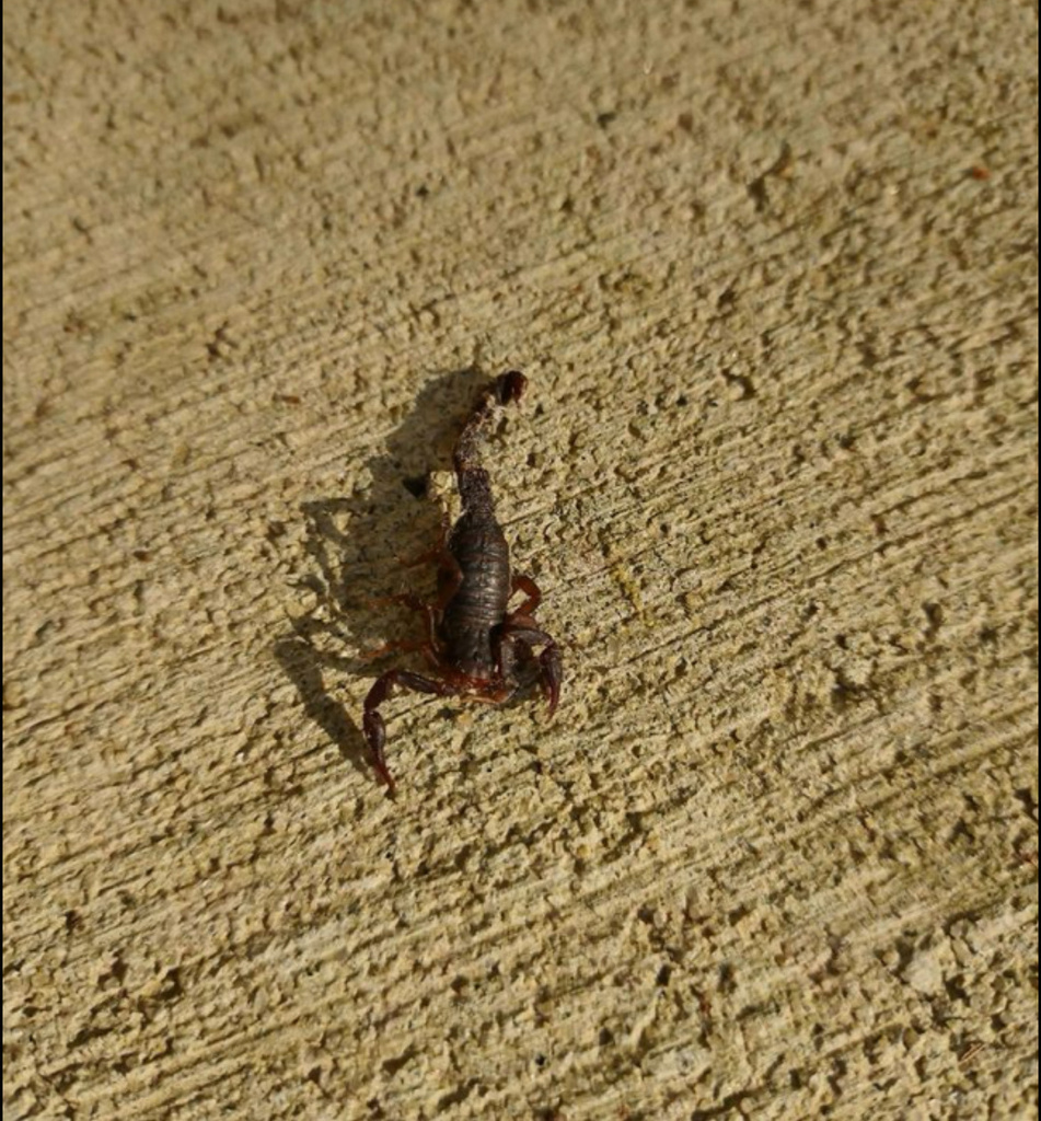 Southern Devil Scorpion from Burch Rd, Fayetteville, GA, US on November ...