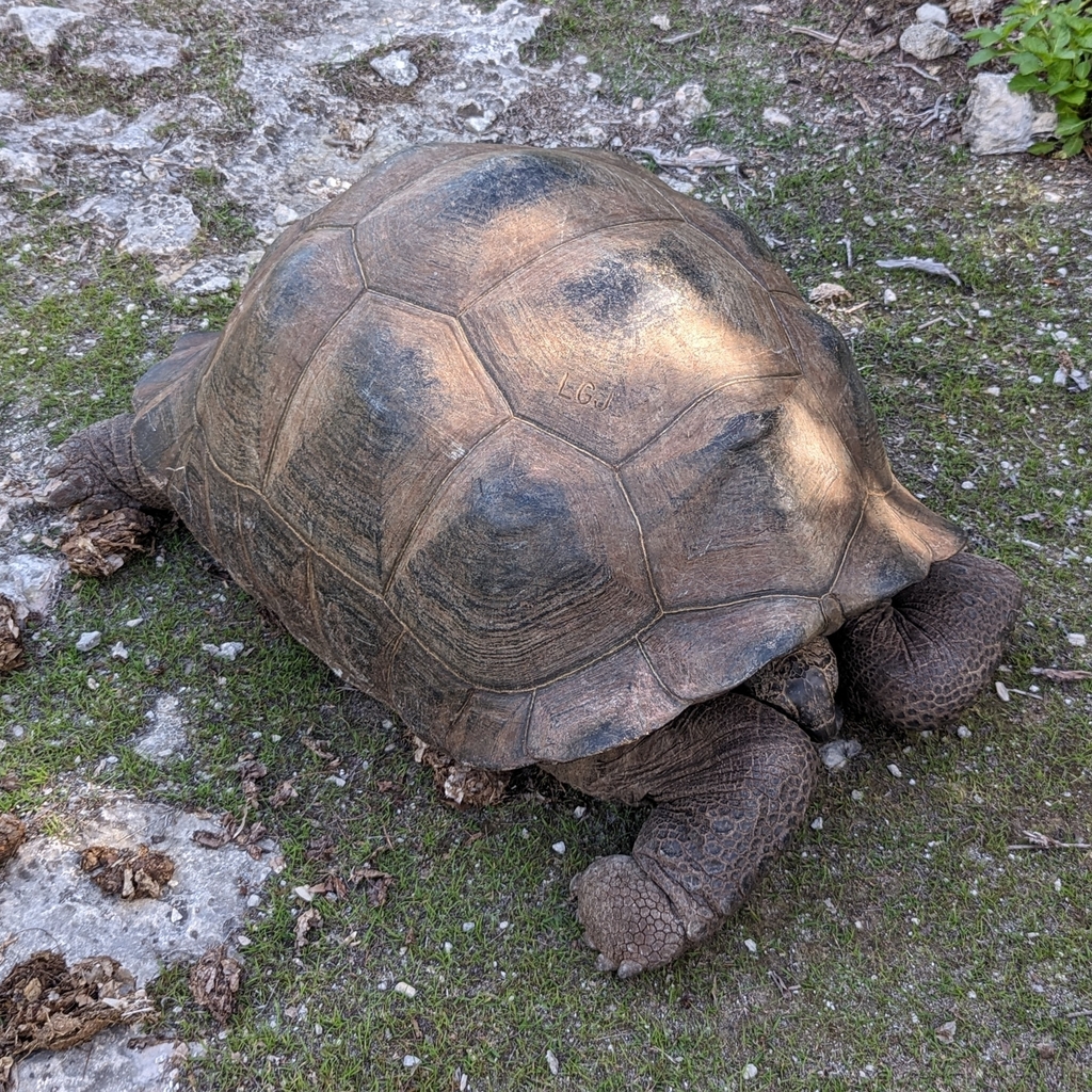 Aldabra Giant Tortoise in November 2023 by Daniel Austin. ID code: LGJ ...