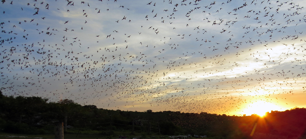Mexican Free-tailed Bat from , Texas, United States on April 25, 2017 ...