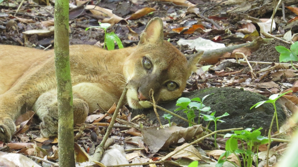 Mountain Lion from Provincia de Puntarenas, Puerto Jiménez, Costa Rica ...