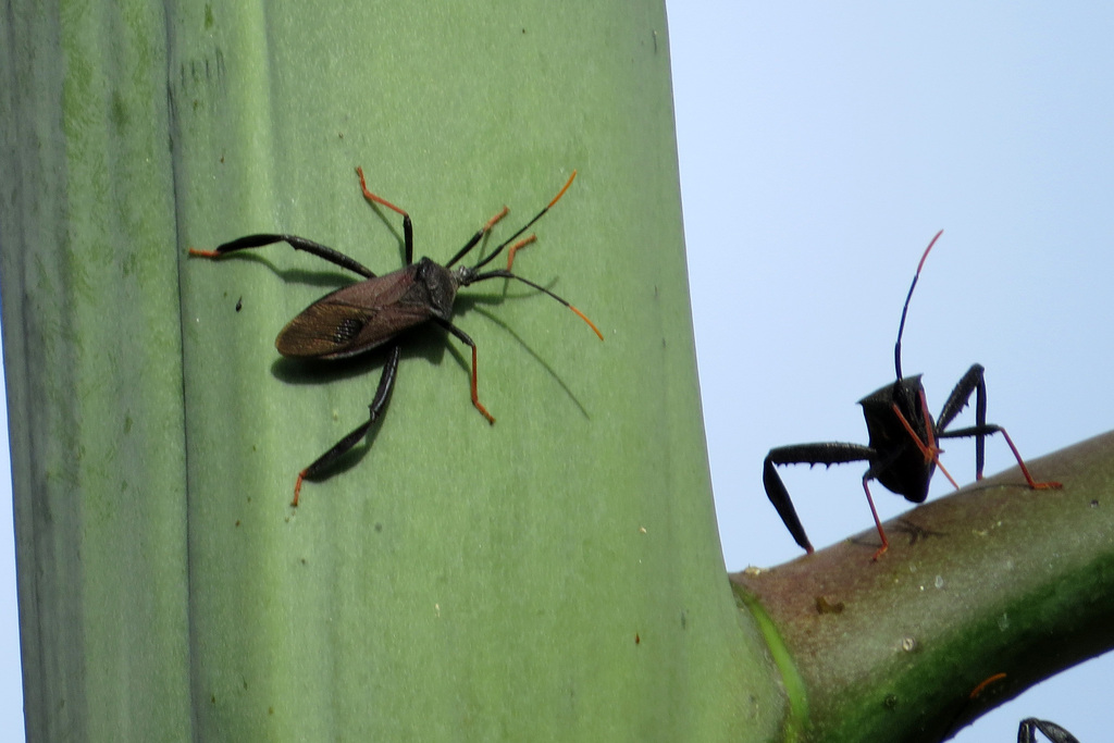Giant Agave Bug from Brewster County, TX, USA on April 29, 2017 at 09: ...
