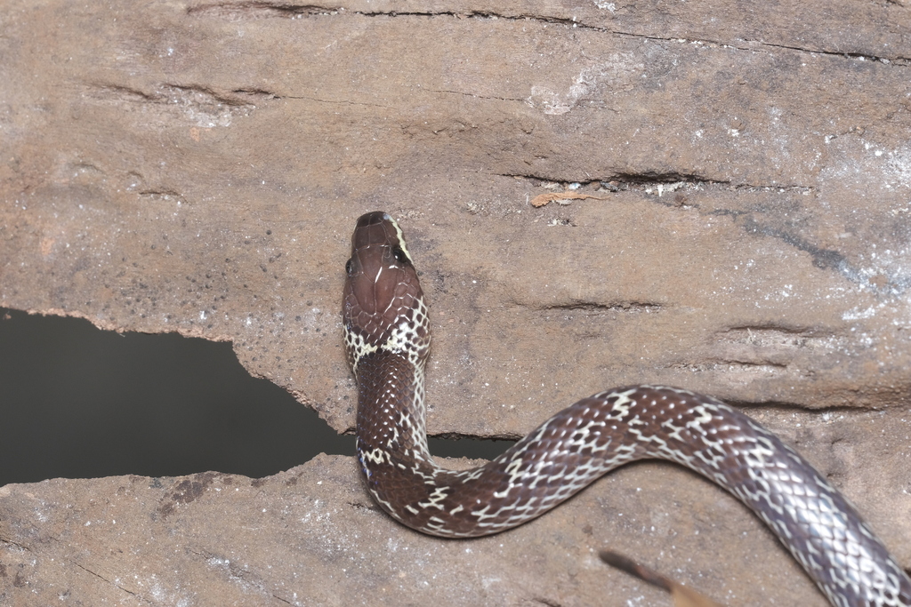 Common Wolf Snake from Bogor Regency, West Java, Indonesia on November ...