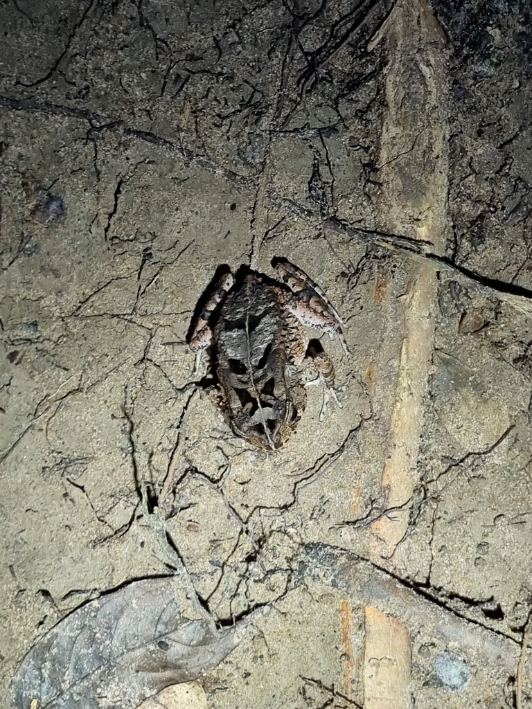 Oban Toad from Ouesso, Republic of the Congo on November 26, 2023 at 08 ...