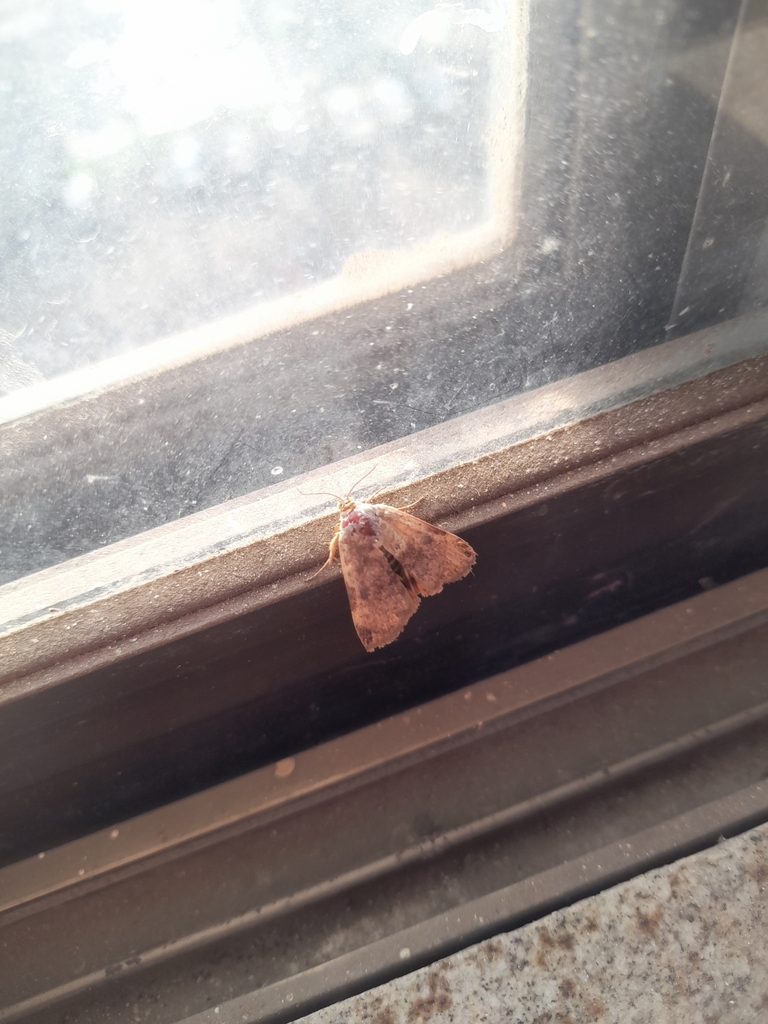 Teak Defoliator from New Viva College of Arts, Commerce and Science on ...