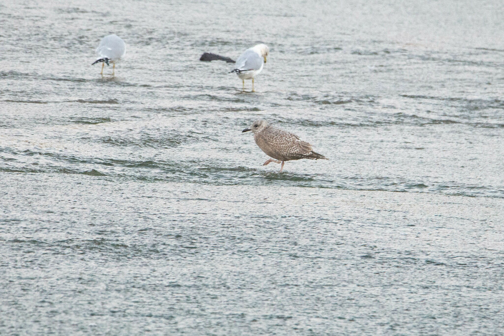 Iceland Gull from White Rock Lake, Dallas, TX, USA on January 11, 2021 ...