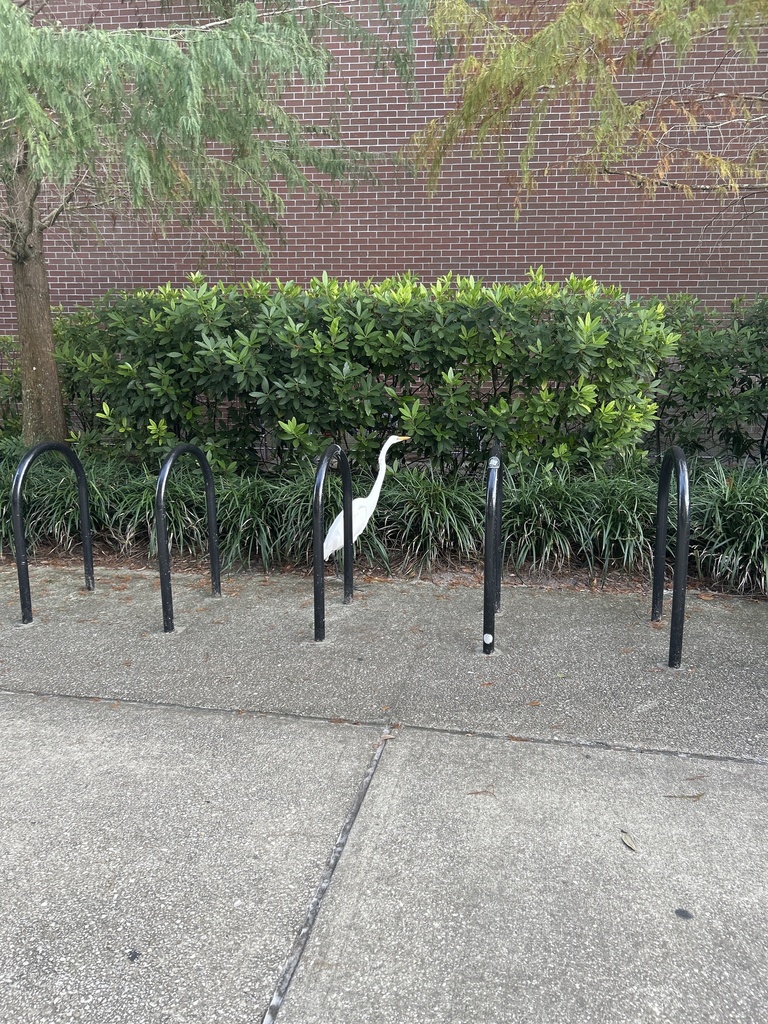 Great Egret from University of Central Florida, Orlando, FL, US on ...