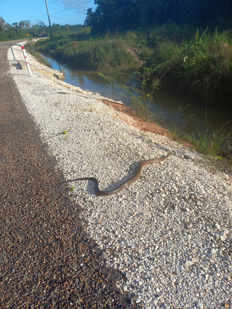 Black-tailed Indigo Snake from Belize District, Belize on November 30 ...