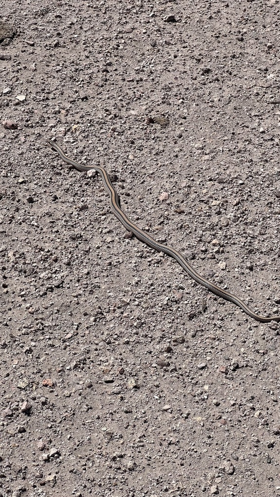Big Bend Patchnose Snake in October 2023 by Katrina Hucks · iNaturalist