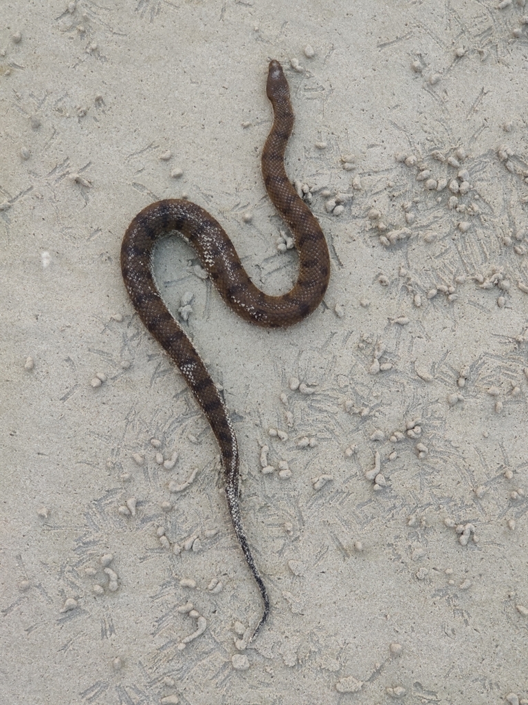 Asian Bockadam from South Andaman, IN-AN, IN on December 1, 2023 at 05: ...