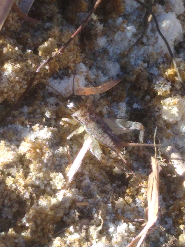 Eastern Striped Cricket from North Port, FL 34288, USA on November 30 ...