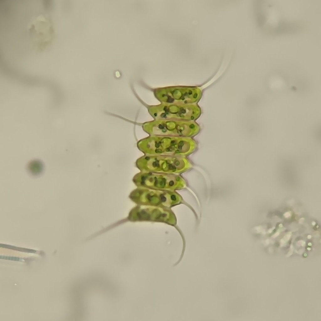 Desmodesmus magnus from Cota Cota, La Paz, Bolivia on November 27, 2023 ...