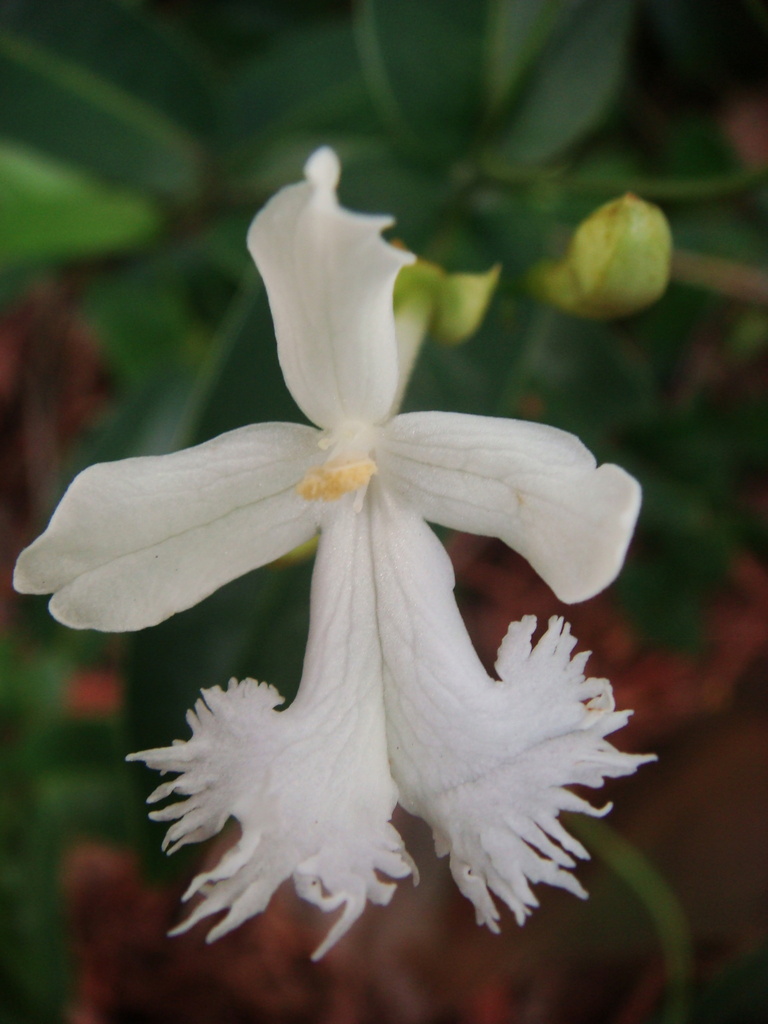 Oxera neriifolia sororia in November 2023 by Wayenece Adjal · iNaturalist