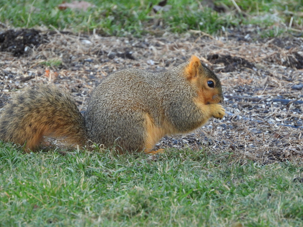 Fox Squirrel from Harrison Twp, MI, USA on November 30, 2023 at 02:16 ...