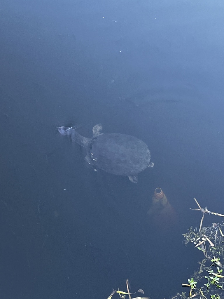 Florida Softshell Turtle from Clearwater, FL, USA on November 5, 2023 ...