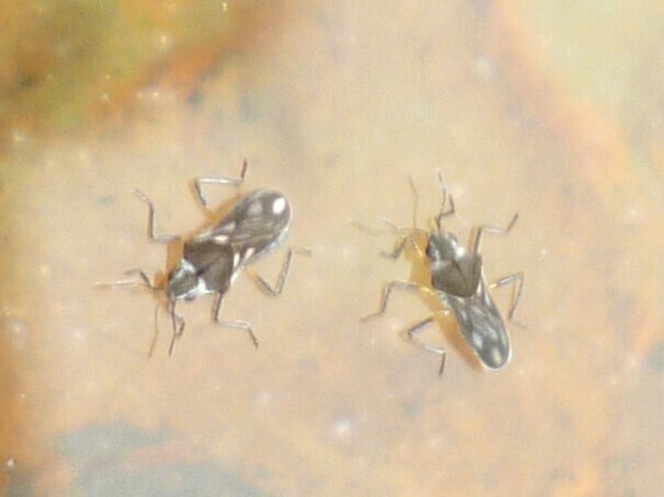 Microvelia in October 2022 by geffc · iNaturalist