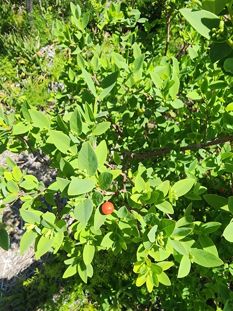 Bootlace Plant from Dee Why lagoon, Dee Why NSW 2099, Australia on ...