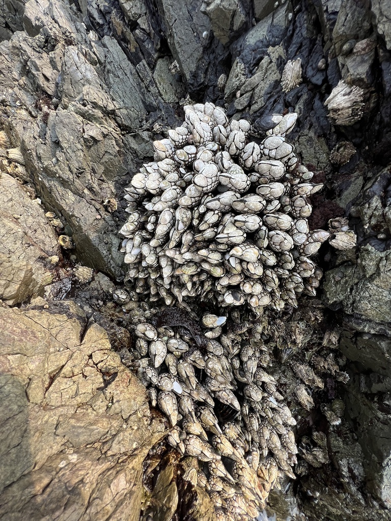 Gooseneck Barnacle from Haro Strait, Samish TDSA, WA, US on August 23 ...