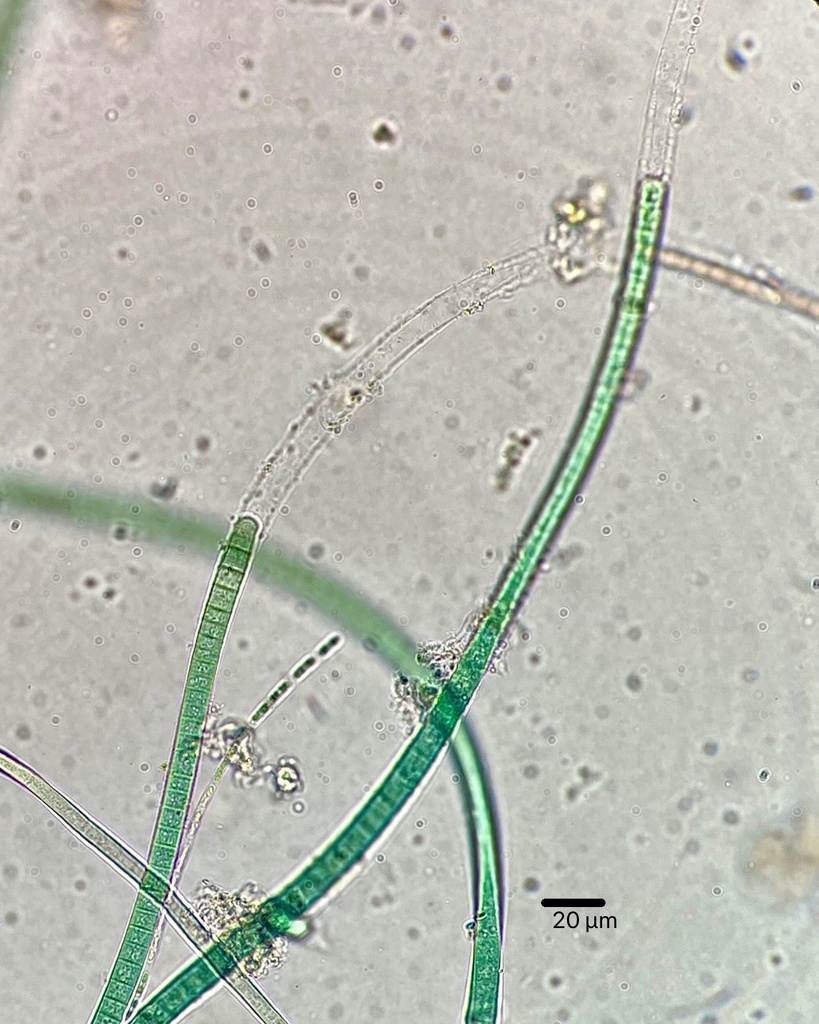 Phormidium from แม่น้ำเจ้าพระยา, อำเภอเมืองปทุมธานี, จ.ปทุมธานี, TH on ...