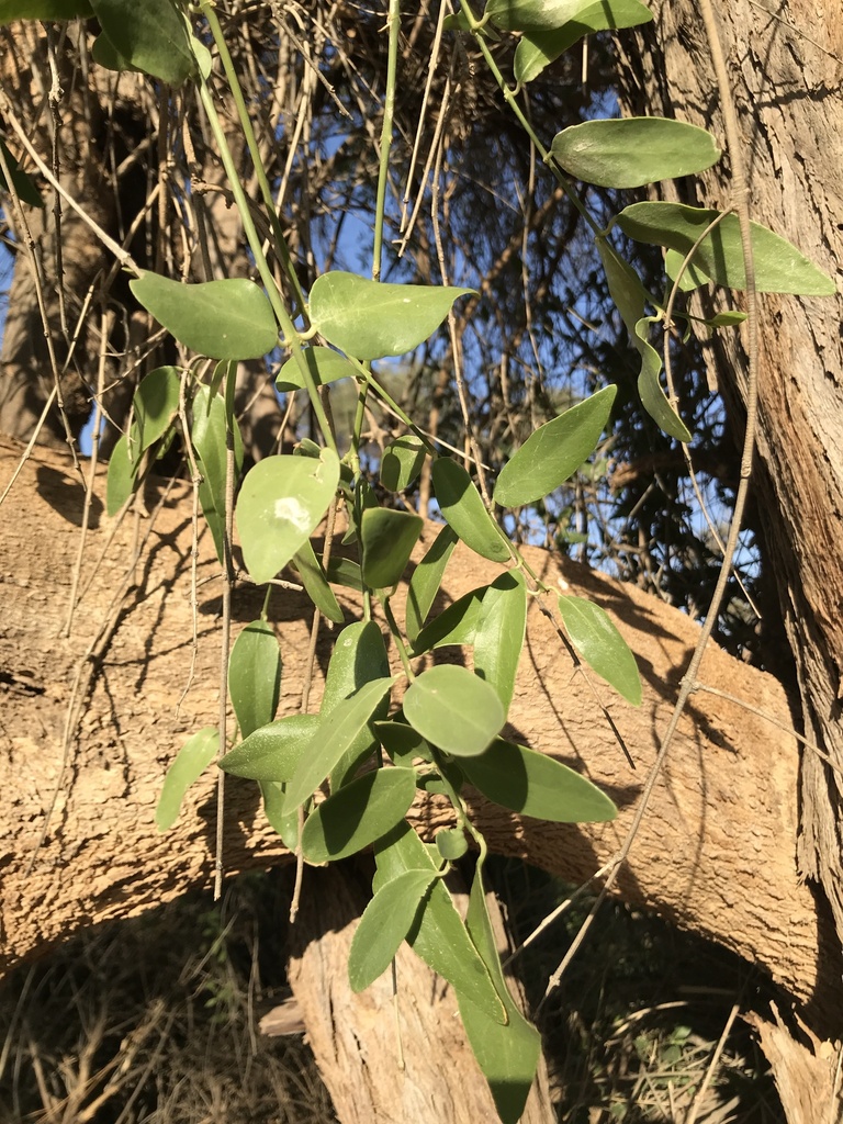 toothbrush tree from Erongo, NA on November 29, 2023 at 05:51 PM by ...