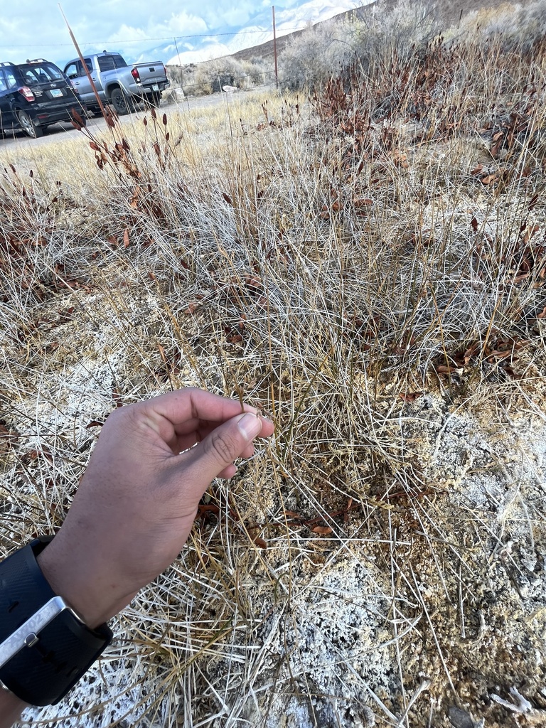 Baltic Rush from Chalfant Valley, CA, US on November 18, 2023 at 02:03 PM by Matthew Mayer ...