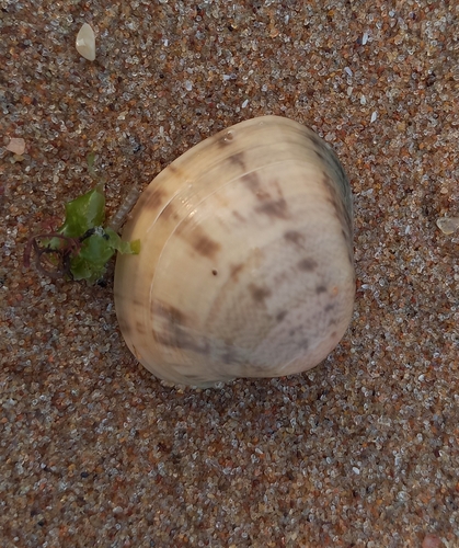 Meretrix casta · iNaturalist Mexico
