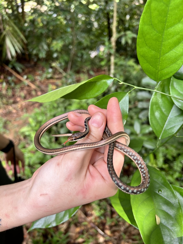 Painted Bronzeback from Singapore Zoo, SG on December 1, 2023 at 03:16 ...