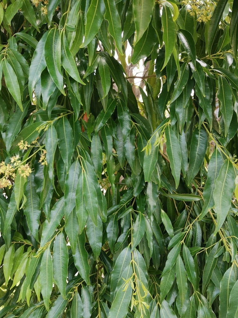 weeping lilli pilli from Jordan Springs NSW 2747, Australia on December ...
