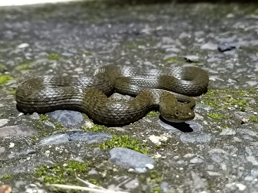 Eastern Water Snake in August 2021 by Chen, Yu Chen · iNaturalist