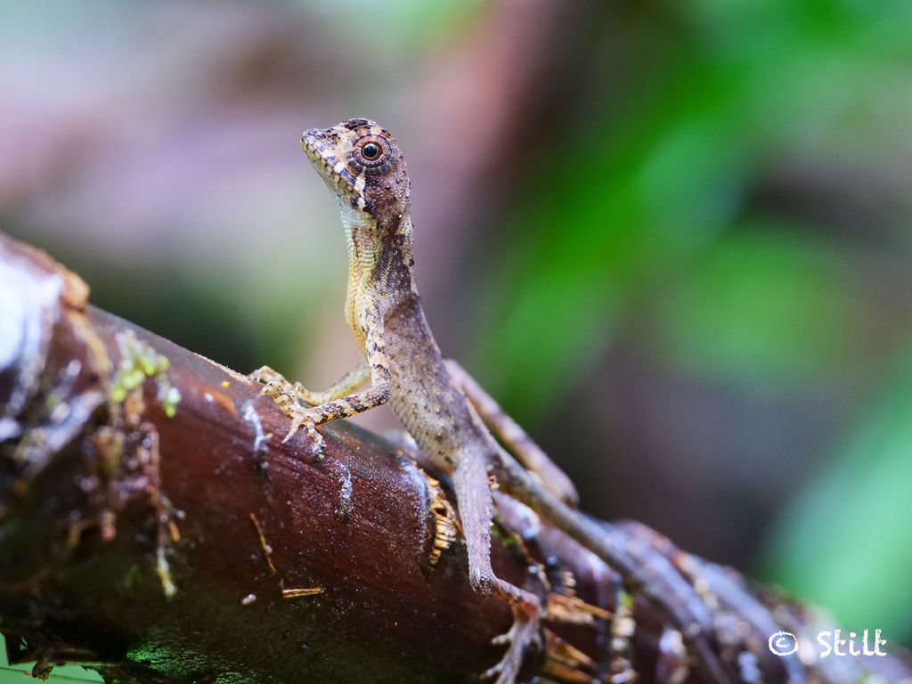 Sri Lanka Kangaroo Lizard from Kalawana, LK-RN, LK on October 7, 2023 ...