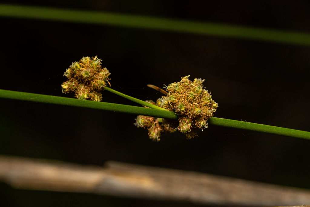 Round-headed Clubrush from Southern Aegean, Greece on July 4, 2023 at ...