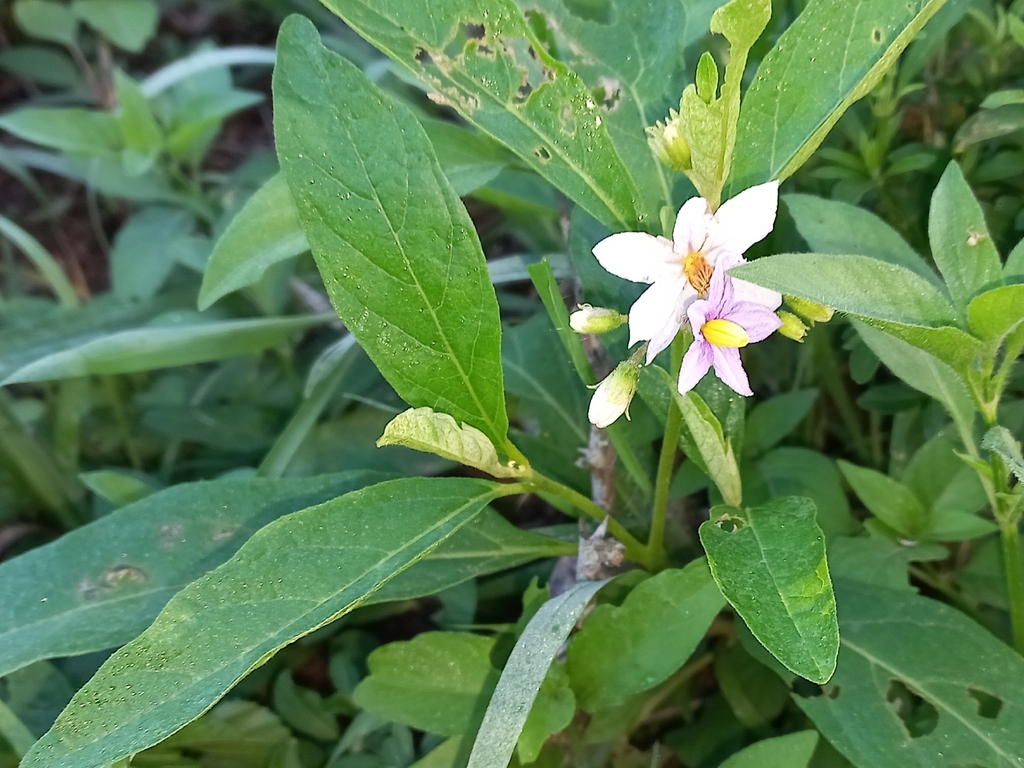 bitter-apple from Mkhambathini Local Municipality, South Africa on ...