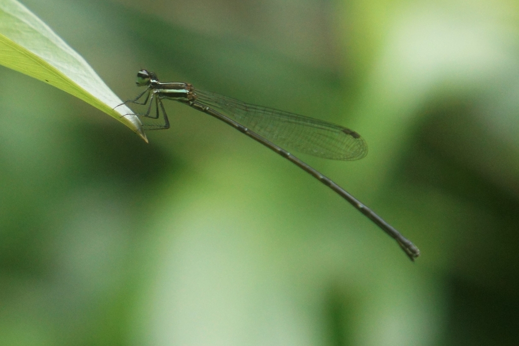Stripe-headed Threadtail from Kirindiwela, Sri Lanka on November 15 ...