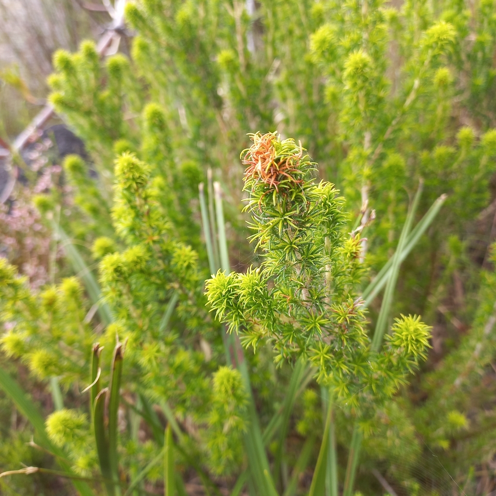 dicots from Overstrand Local Municipality, South Africa on November 24 ...