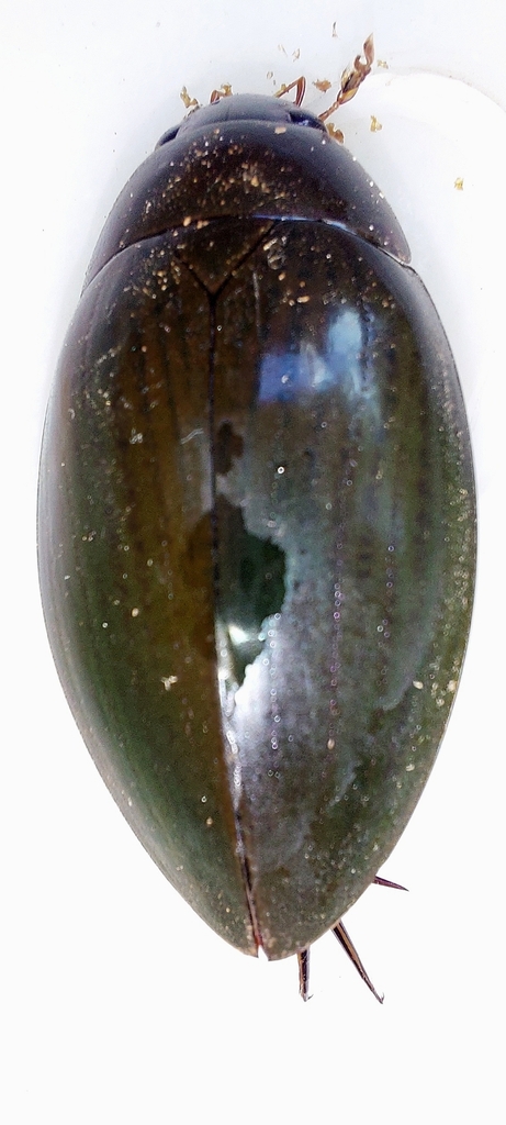 Hydrophilus from Santa Gertrudes, SP, 13510-000, Brasil on November 30 ...