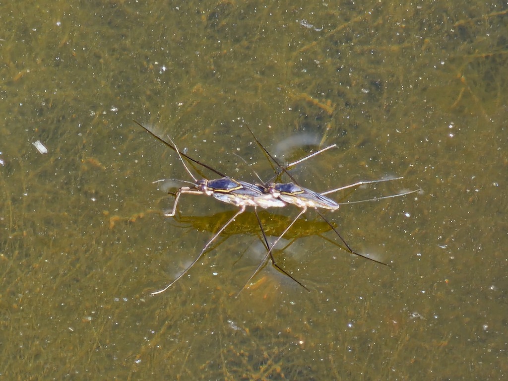 Limnogonus franciscanus from Saint-Barthélemy on November 30, 2023 at ...