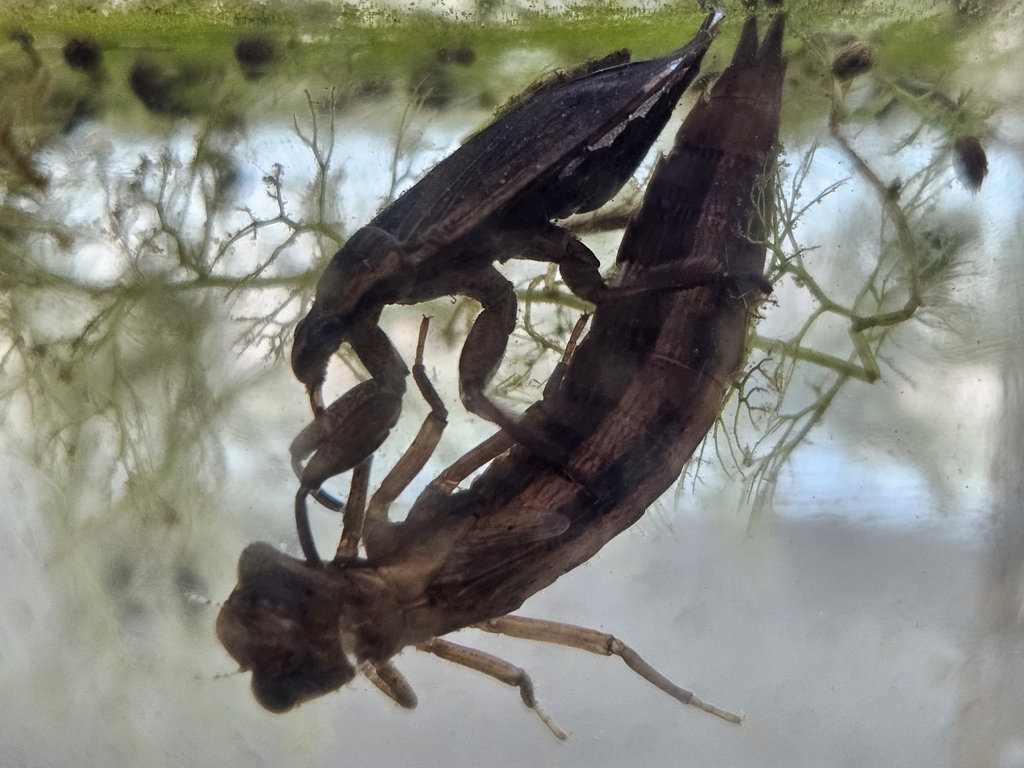 Japanese Giant Water Bug from 대한민국 인천광역시 서구 정서진로 on December 1, 2023 at ...