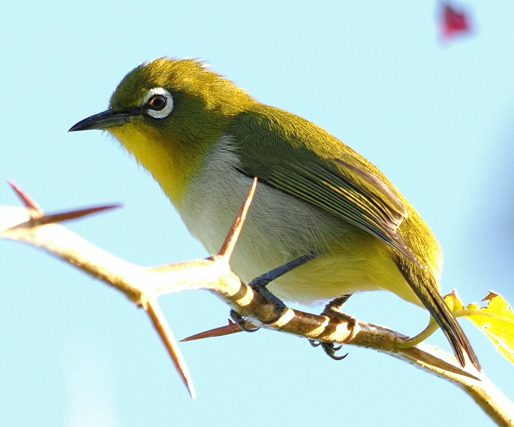 Zosterops japonicus loochooensis in November 2023 by S Dowell · iNaturalist
