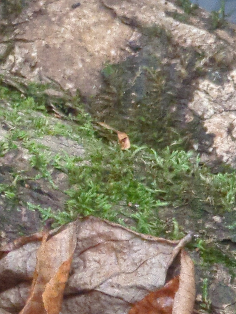 tangled thread moss from Greenville, SC 29607, USA on December 1, 2023 ...