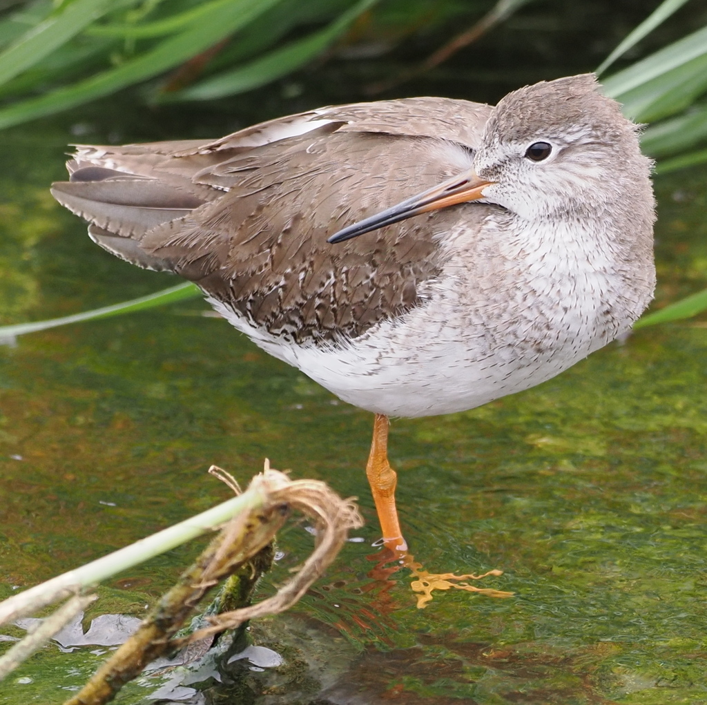 Common Redshank in December 2023 by S Dowell · iNaturalist