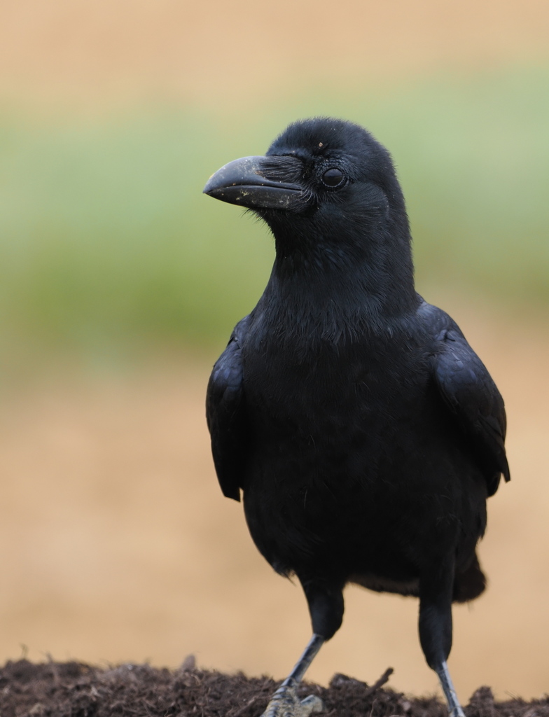 Large-billed Crow in December 2023 by S Dowell · iNaturalist