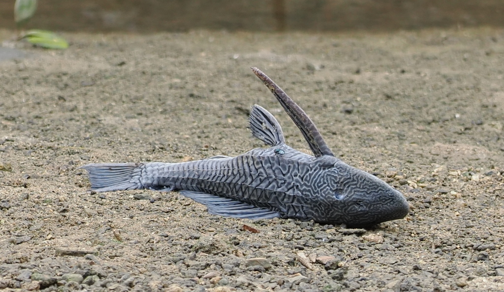 Sailfin Catfishes in December 2023 by S Dowell · iNaturalist
