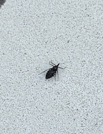 Japanese Assassin Bug from 104-0061, Japan on June 8, 2023 at 09:33 AM ...