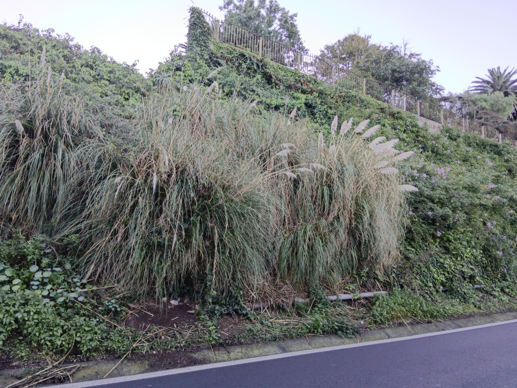 Pampas Grass from Las Palmeras, 38292, Santa Cruz de Tenerife, España ...