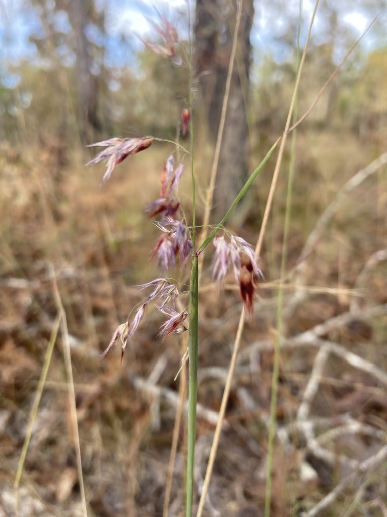 Natal grass from Mason Rd, Melrose, FL, US on November 29, 2023 at 03: ...