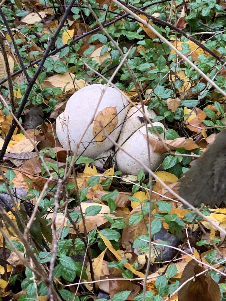 giant puffball from Weaver Park, Urbana, IL, US on October 29, 2023 at ...