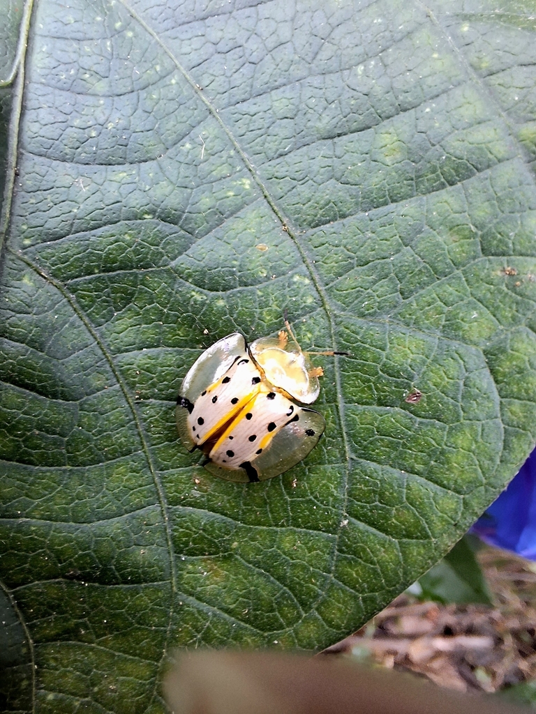 Asian Spotted Tortoise Beetle from 643台灣雲林縣林內鄉林南村 on December 1, 2023 ...