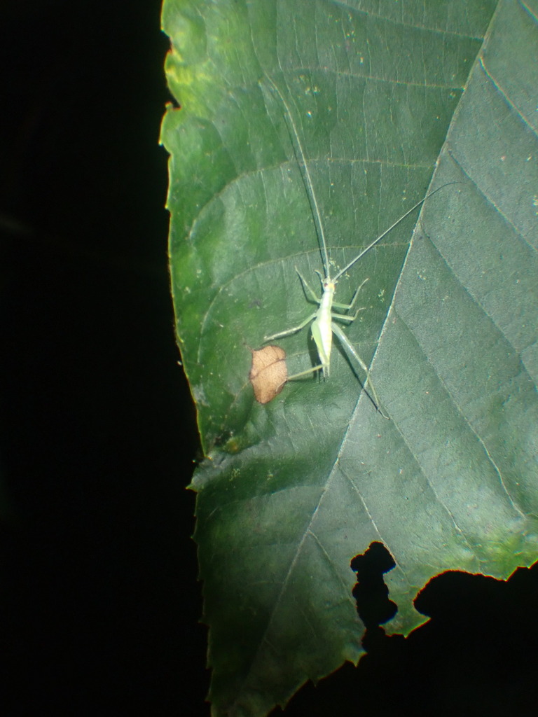 Common Tree Crickets from Mercer County, KY, USA on July 26, 2023 at 10 ...