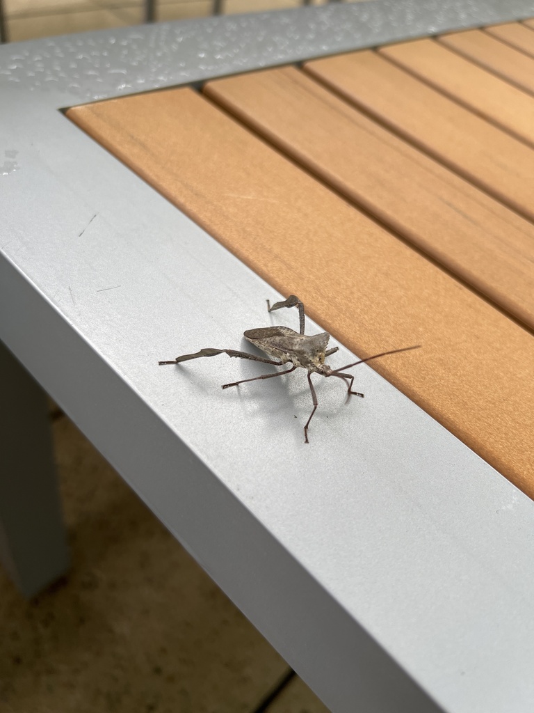 Giant leaf-footed bug from Spring, TX, US on December 1, 2023 at 11:16 ...