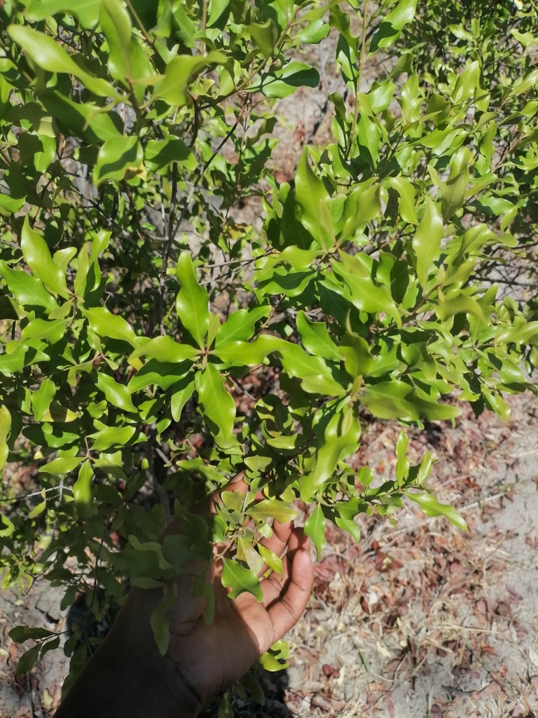 Magic Gwarrie from Namibia on November 27, 2023 at 09:56 AM by Ndota101 ...