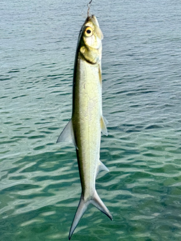 Ladyfish from Sarasota Bay, Sarasota, FL, US on December 1, 2023 at 12: ...